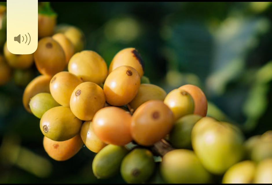 Coffee Beans – Craft 42 Roasters